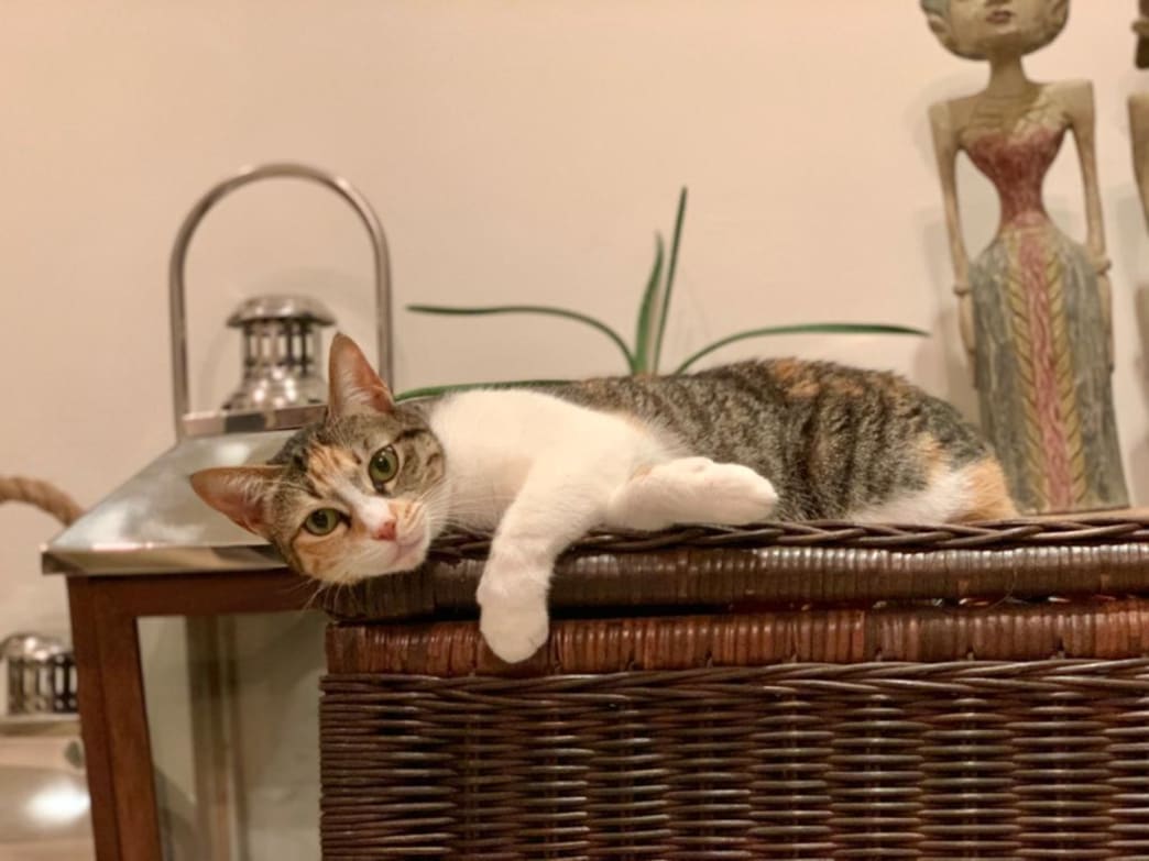 The Complete Guide to Owning a Cat in the UAE – Treats Card